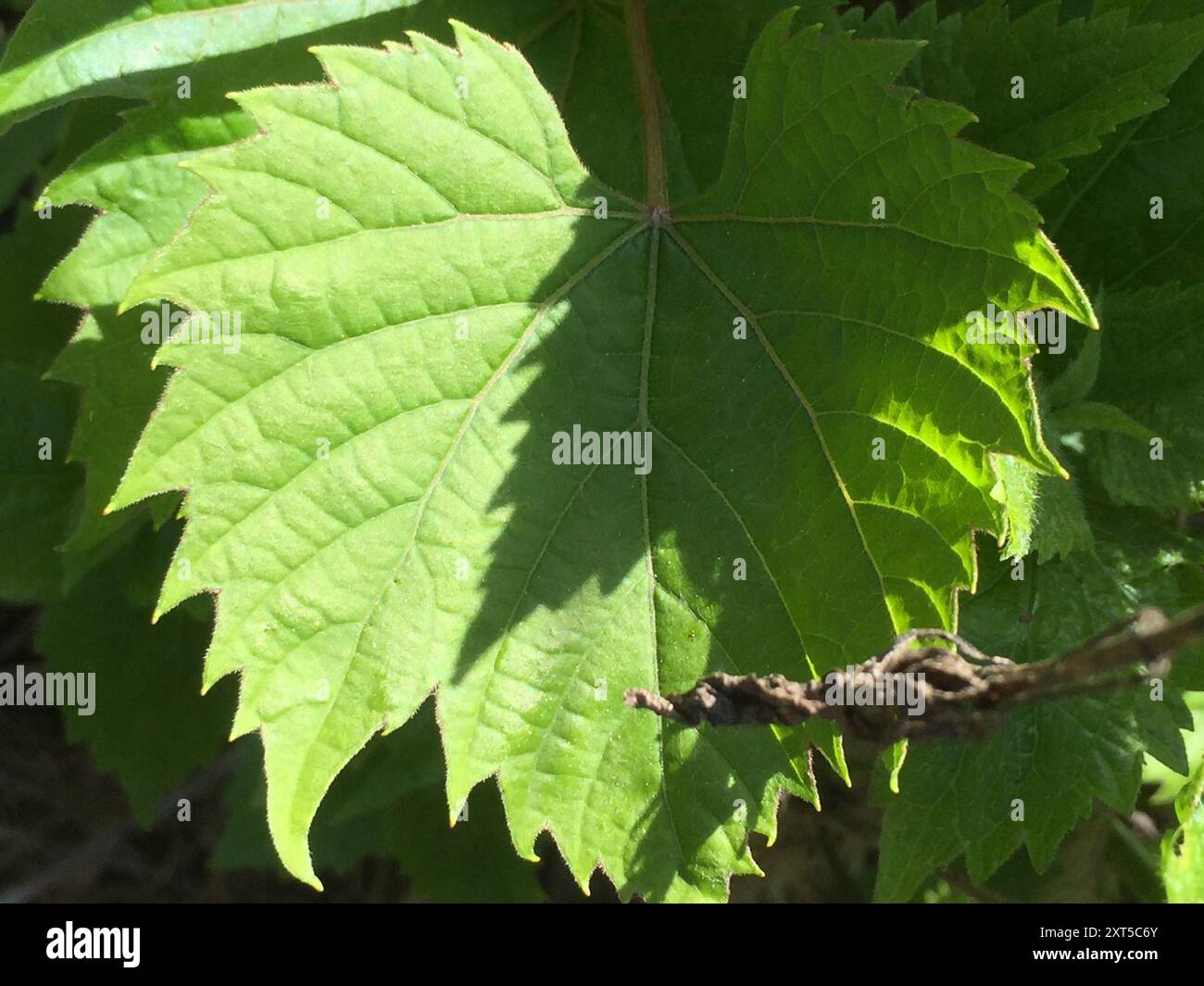 riverbank grape (Vitis riparia) Plantae Stock Photo - Alamy