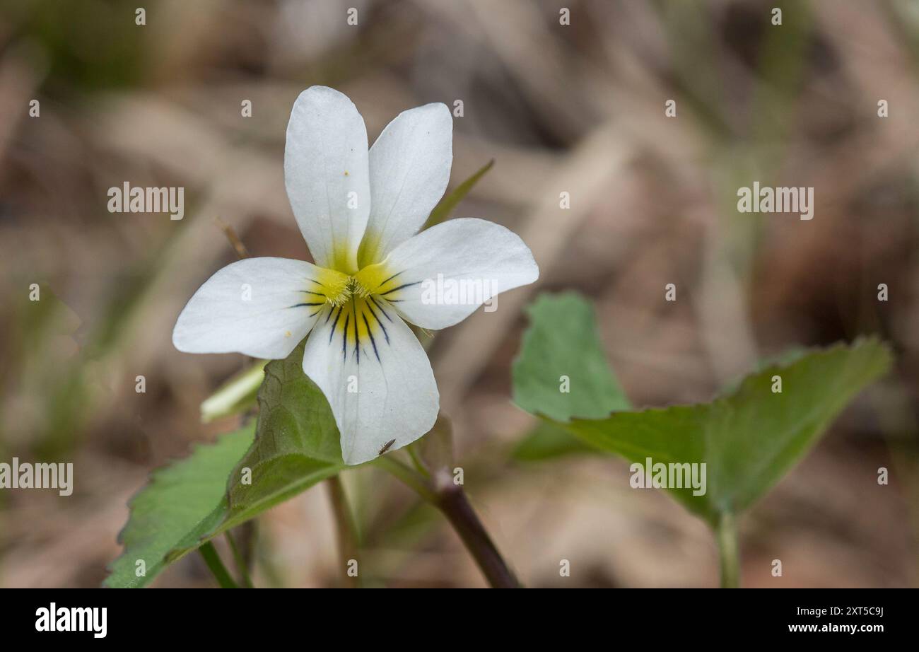 Canada Violet (Viola canadensis) Plantae Stock Photo - Alamy