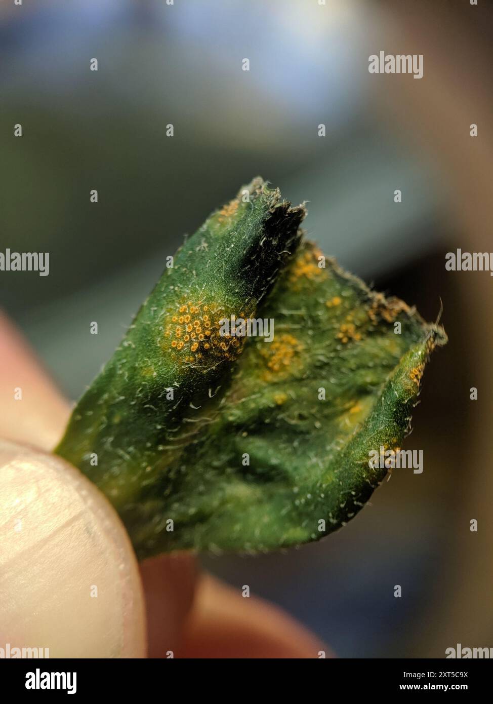 Groundsel crown rust (Puccinia lagenophorae) Fungi Stock Photo - Alamy