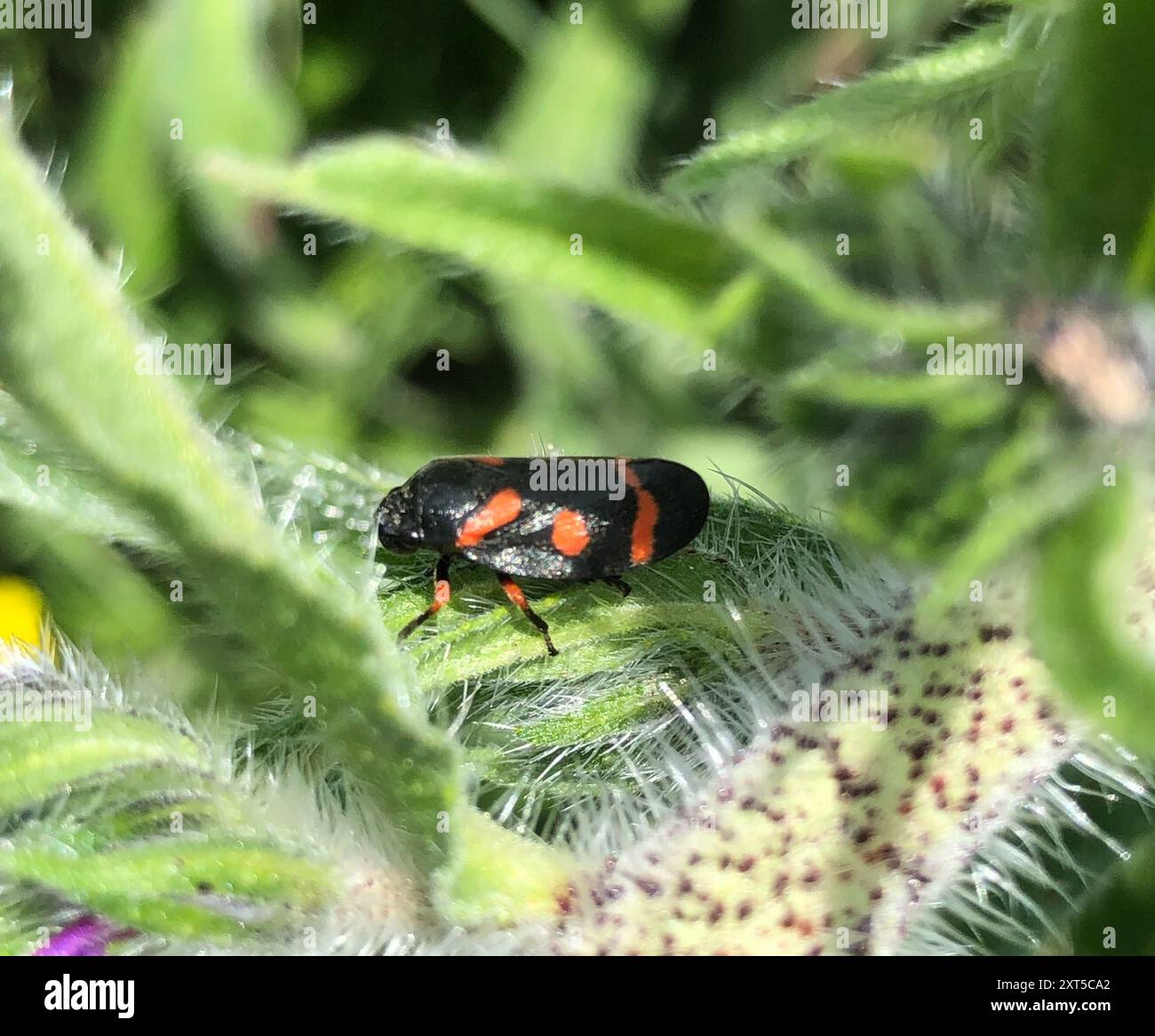 (Cercopis intermedia) Insecta Stock Photo - Alamy