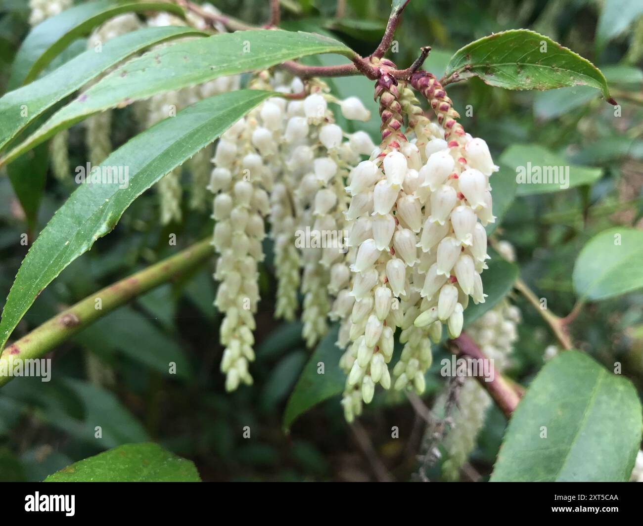 mountain doghobble (Leucothoe fontanesiana) Plantae Stock Photo - Alamy