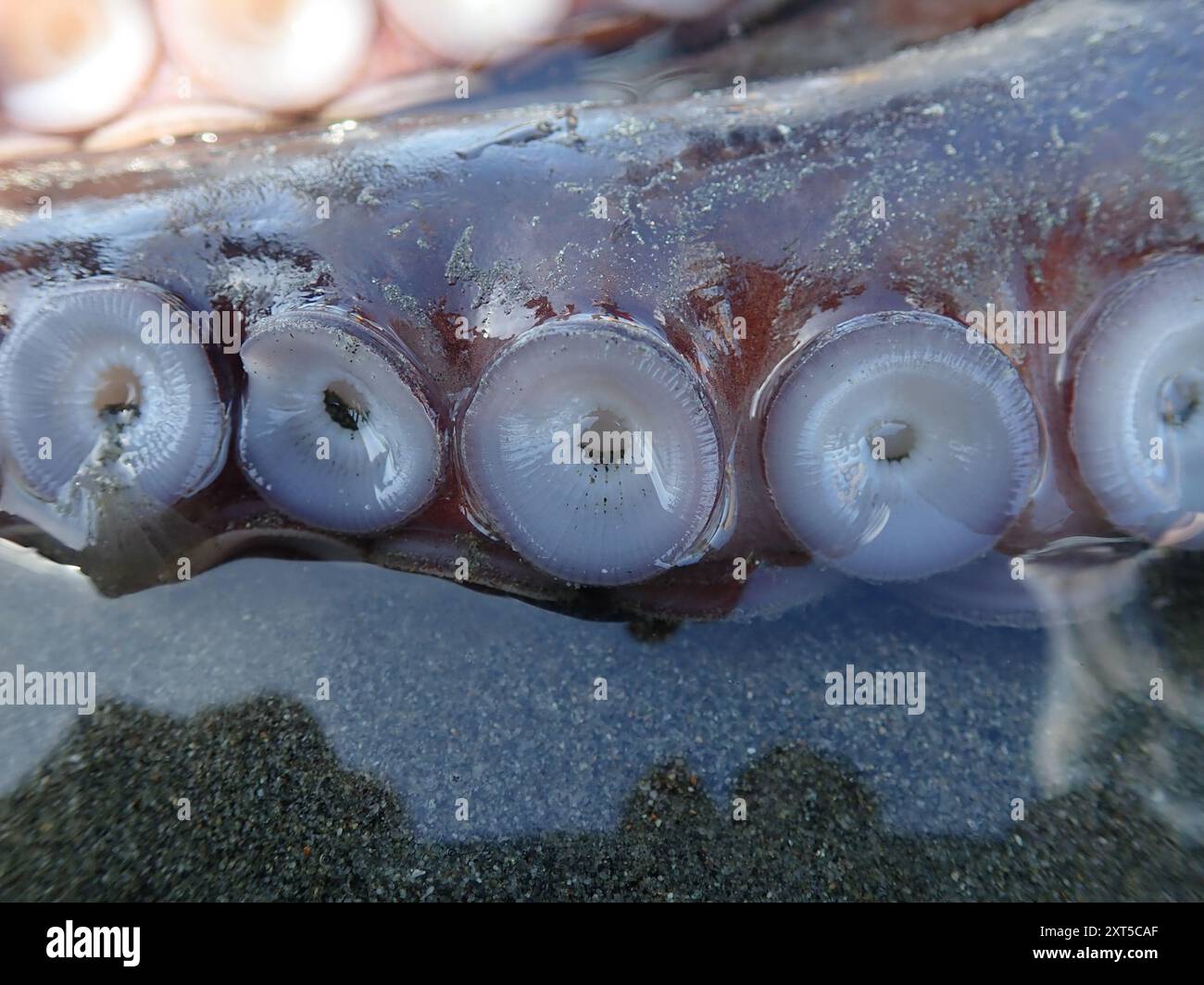 Giant Pacific Octopus (Enteroctopus dofleini) Mollusca Stock Photo - Alamy