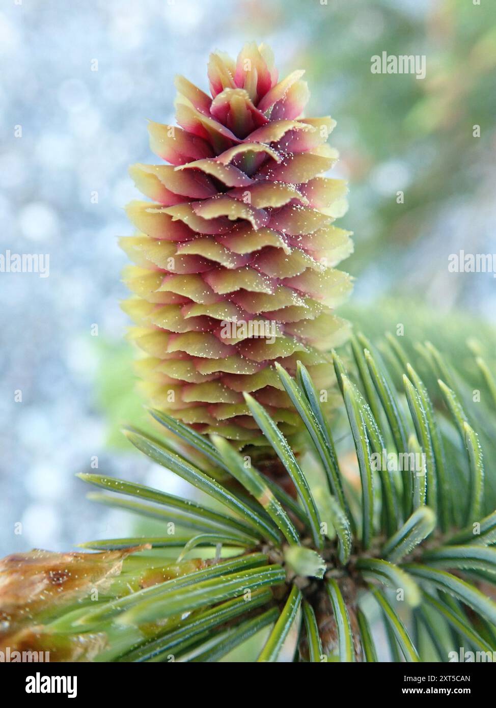 Sitka spruce (Picea sitchensis) Plantae Stock Photo - Alamy