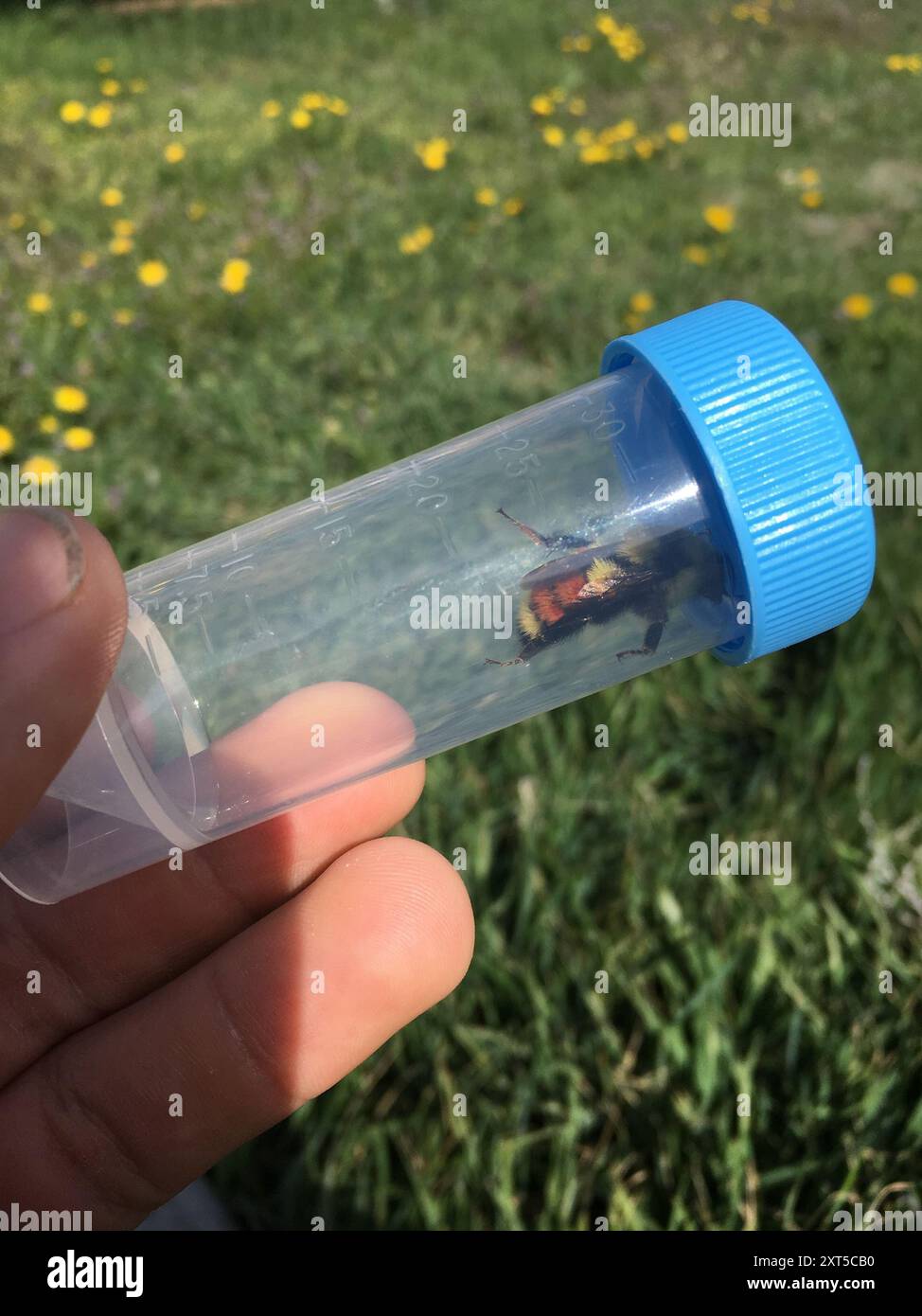 Hunt's Bumble Bee (Bombus huntii) Insecta Stock Photo - Alamy