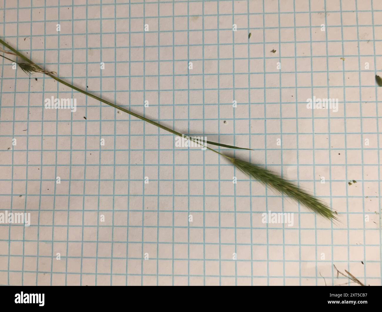 little barley (Hordeum pusillum) Plantae Stock Photo - Alamy