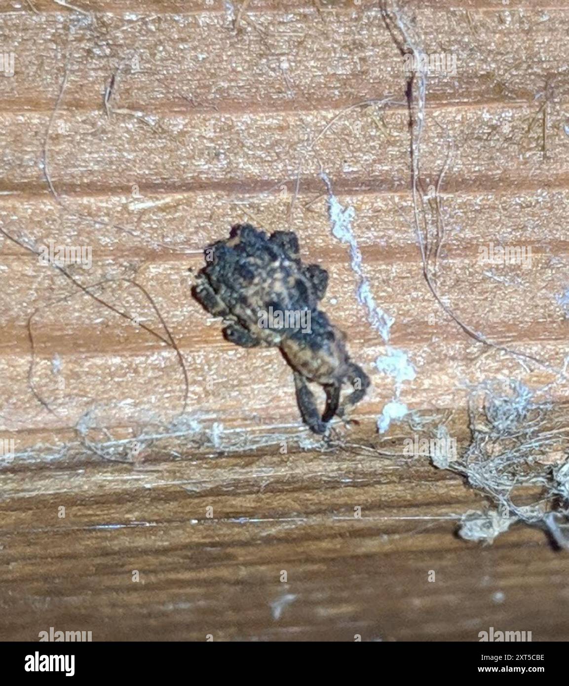 (Sthereus horridus) Insecta Stock Photo - Alamy