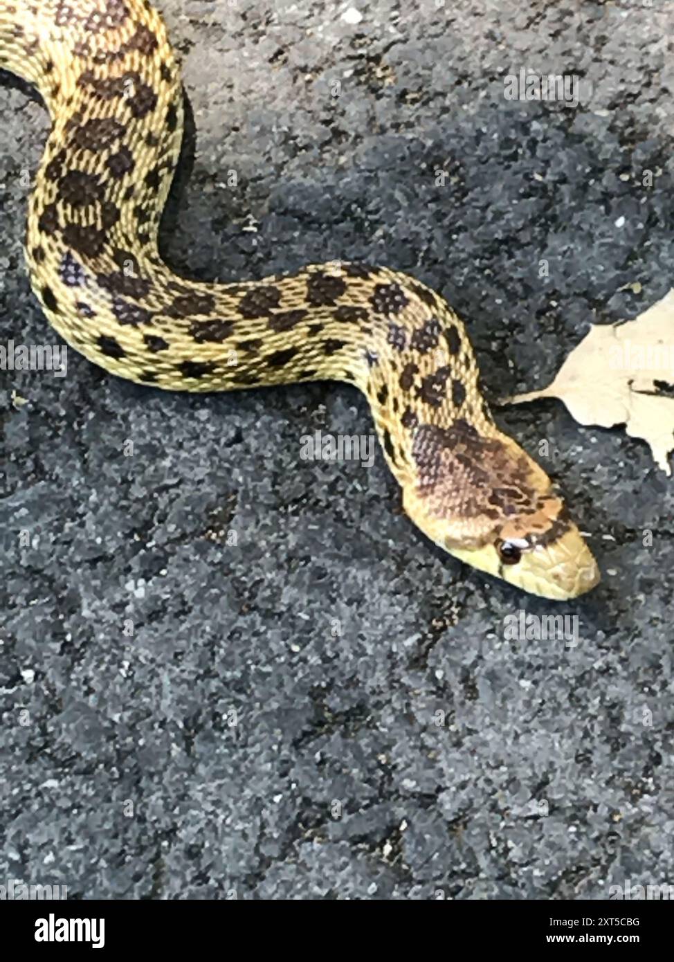 Gopher Snake (Pituophis catenifer) Reptilia Stock Photo - Alamy