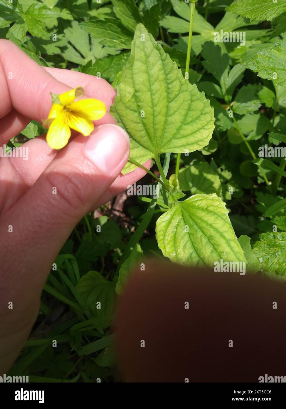 Smooth Yellow Violet (Viola eriocarpa) Plantae Stock Photo - Alamy