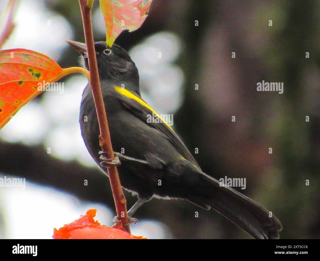 Golden-winged Cacique (Cacicus chrysopterus) Aves Stock Photo - Alamy