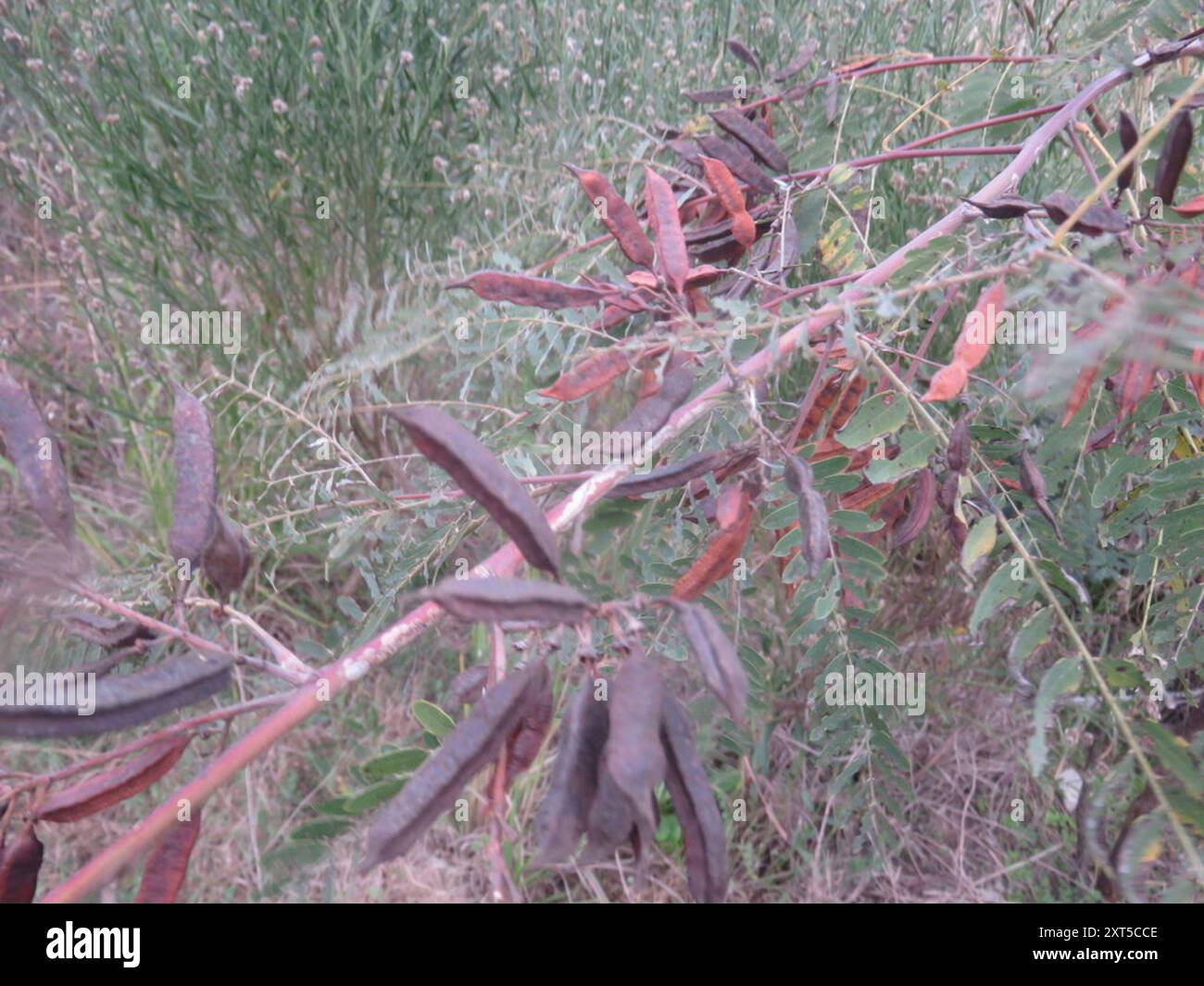 wand riverhemp (Sesbania virgata) Plantae Stock Photo - Alamy