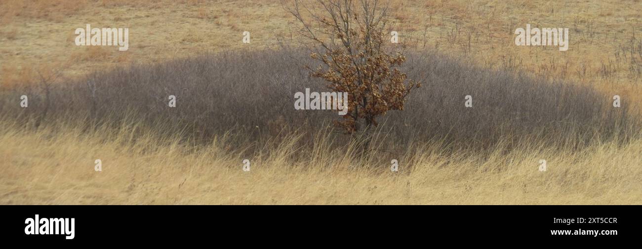 Low Serviceberry (Amelanchier humilis) Plantae Stock Photo - Alamy