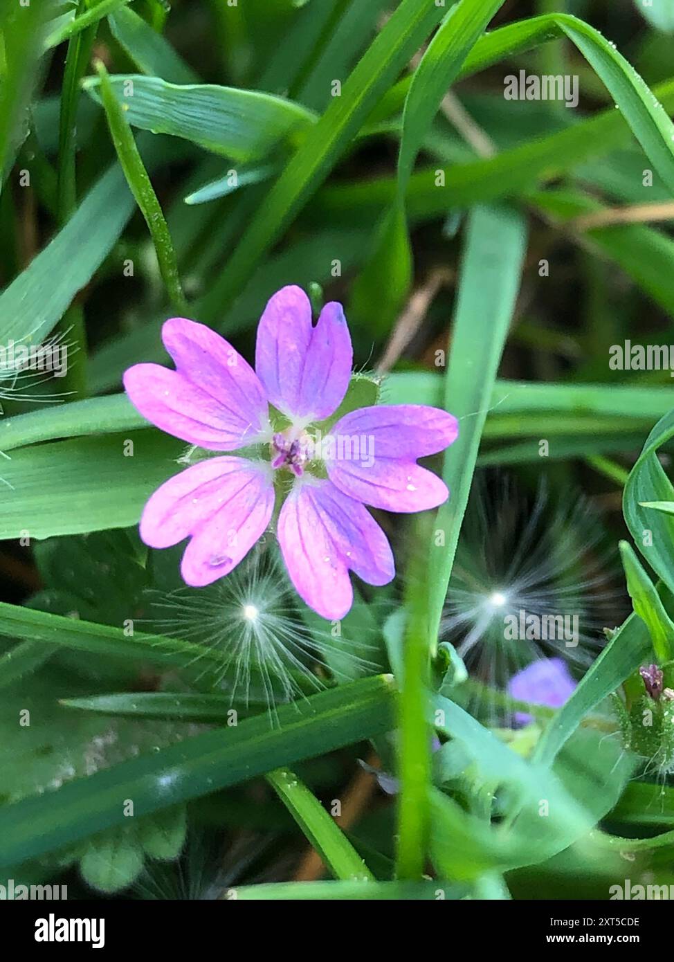 Dove's-foot crane's-bill (Geranium molle) Plantae Stock Photo - Alamy