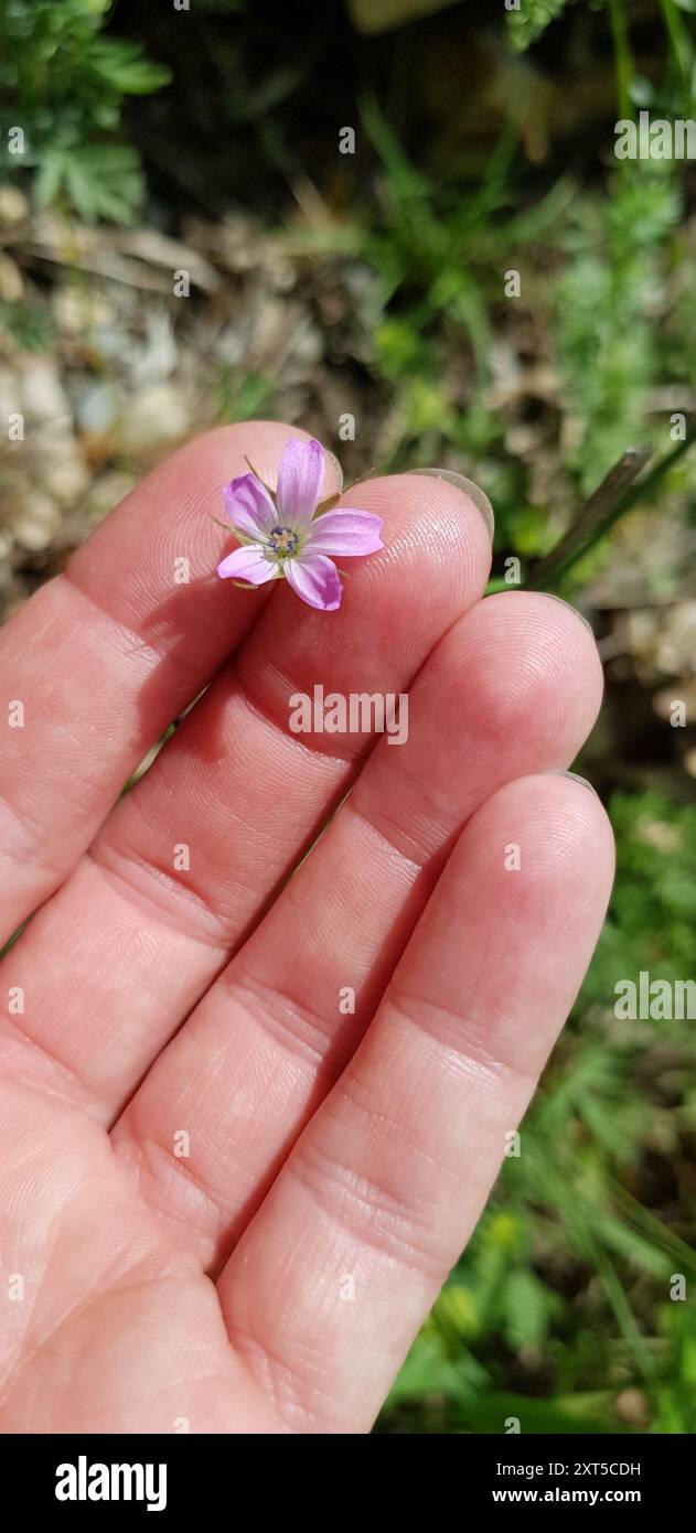 Long-stalked Crane's-bill (Geranium columbinum) Plantae Stock Photo - Alamy