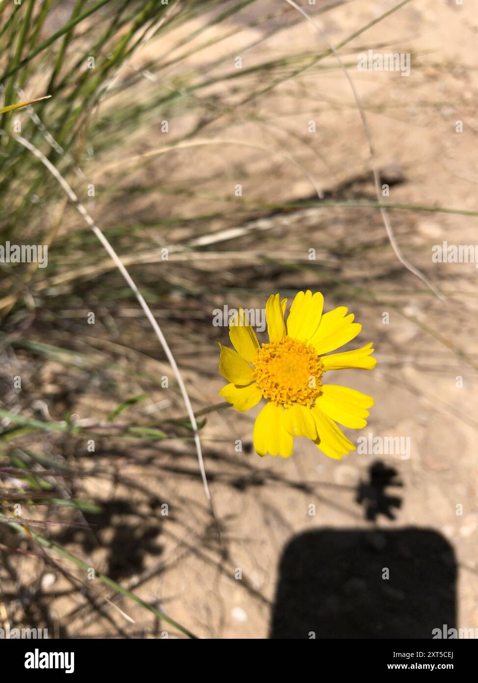Stemmy Four-nerved Daisy (Tetraneuris scaposa) Plantae Stock Photo - Alamy