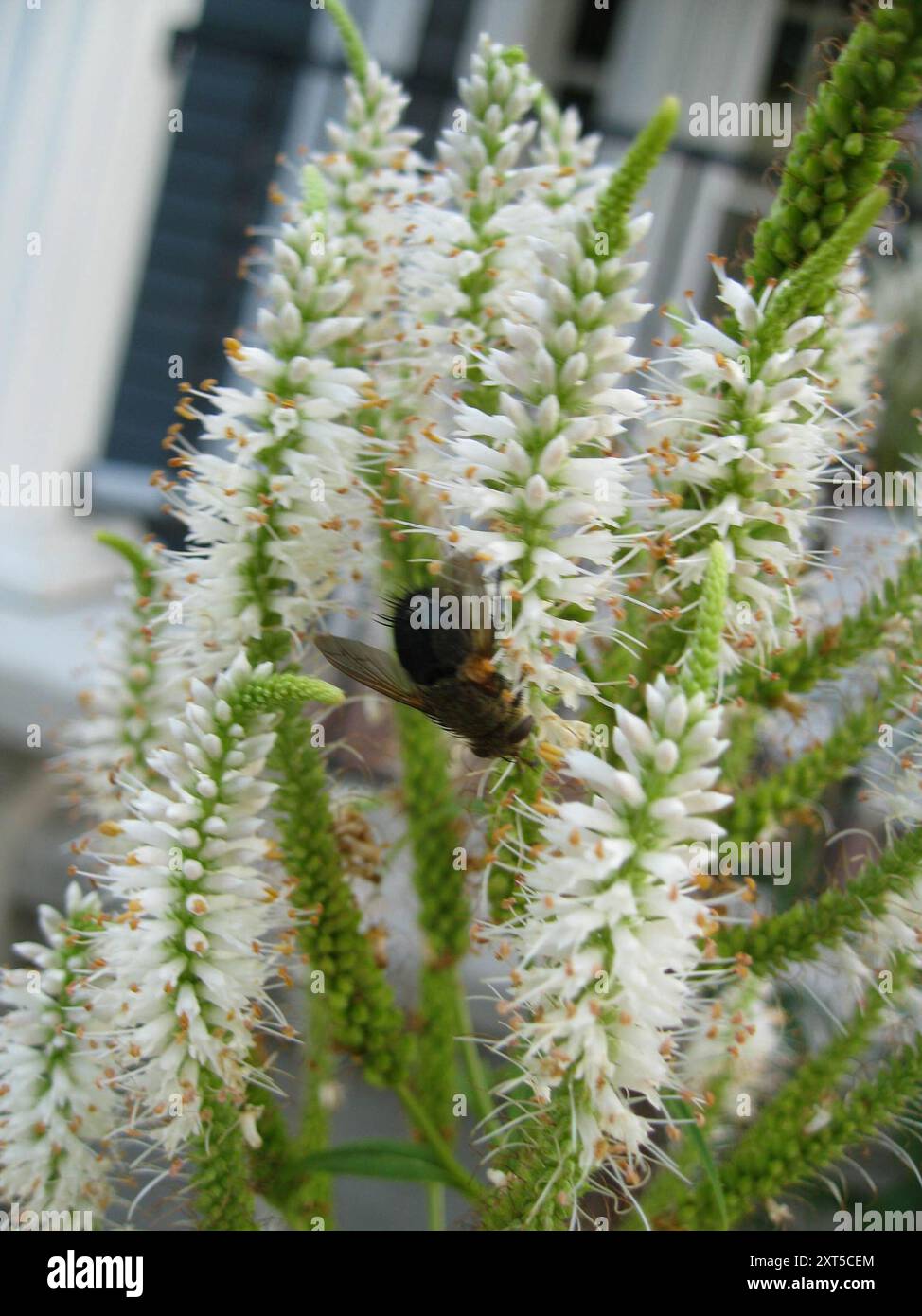Culver's root (Veronicastrum virginicum) Plantae Stock Photo - Alamy