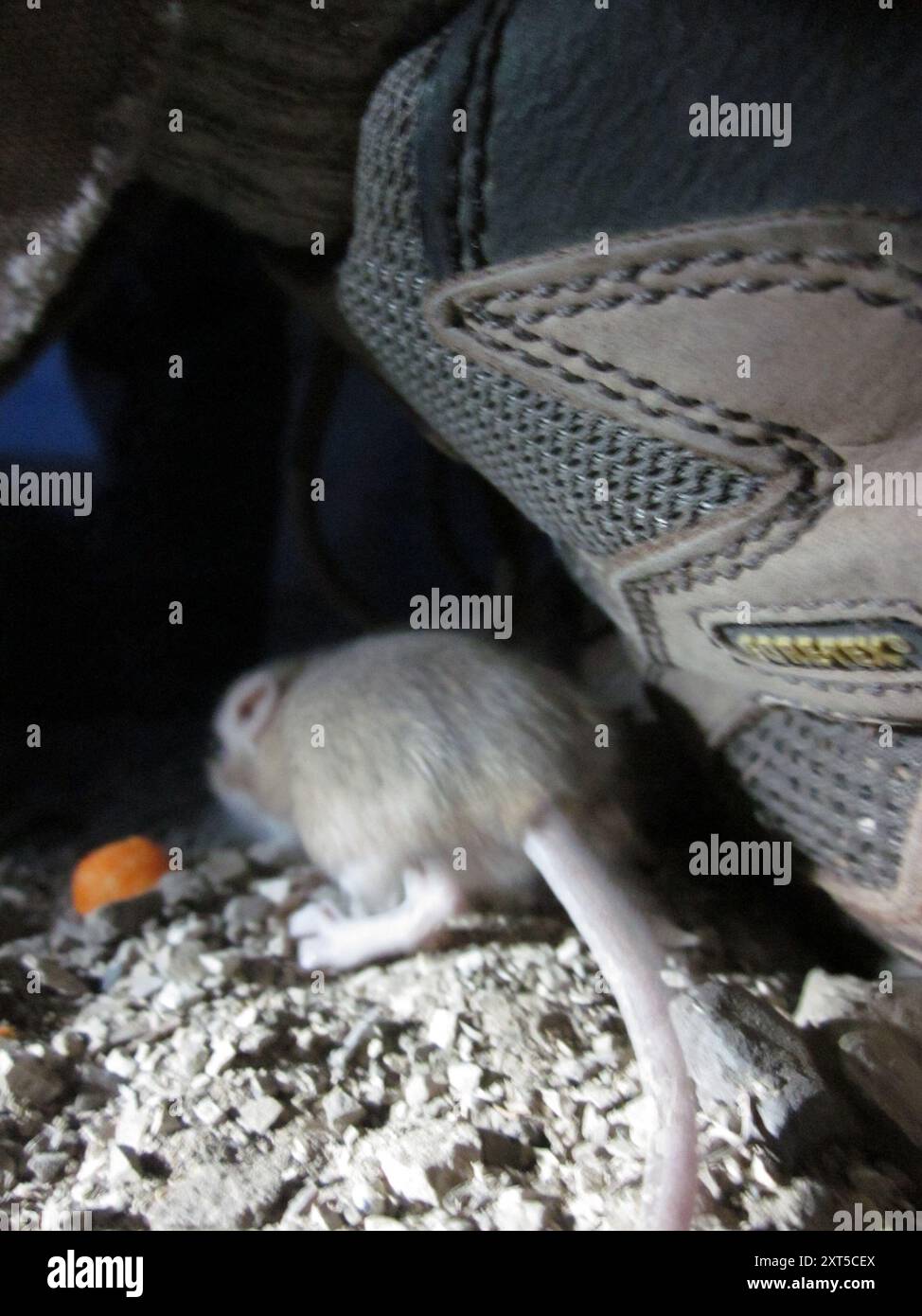 Kangaroo Rats (Dipodomys) Mammalia Stock Photo - Alamy