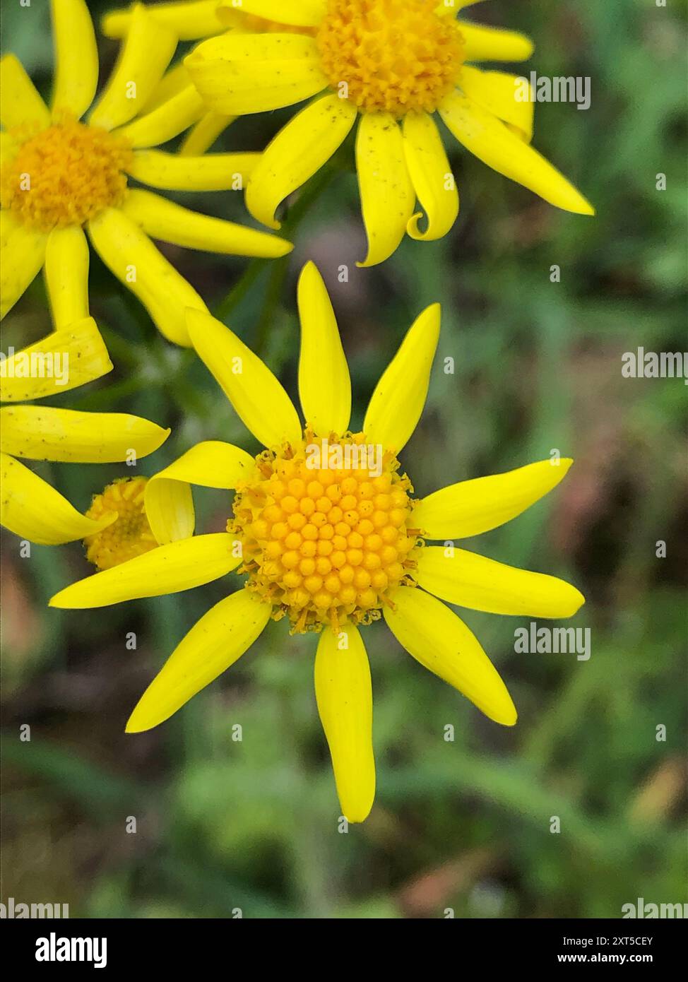 Eastern Groundsel (Senecio vernalis) Plantae Stock Photo - Alamy