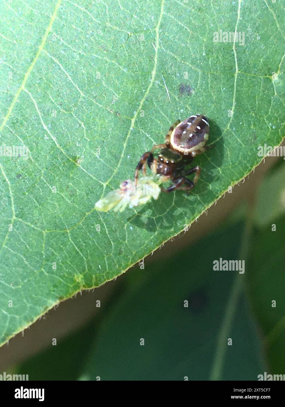 Golden Jumping Spider (Paraphidippus aurantius) Arachnida Stock Photo ...