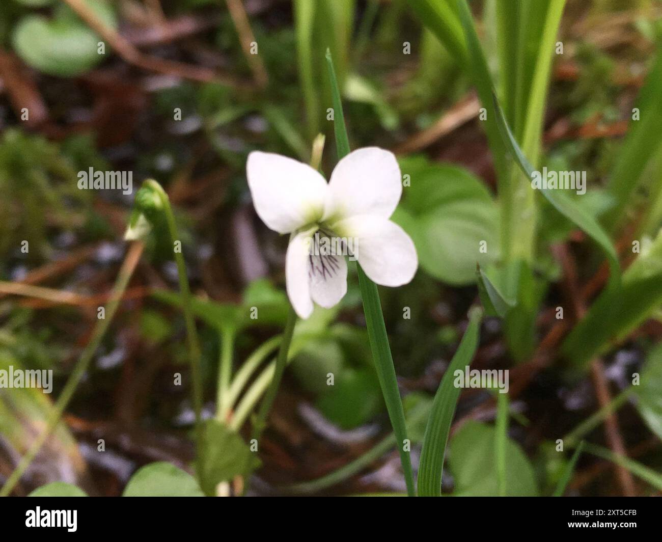 northern white violet (Viola minuscula) Plantae Stock Photo - Alamy