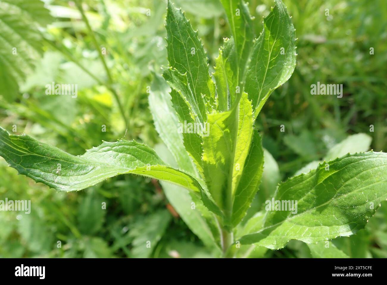 evening primrose family (Onagraceae) Plantae Stock Photo - Alamy
