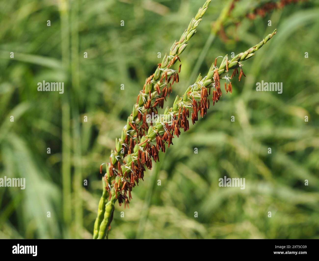 eastern gamagrass (Tripsacum dactyloides) Plantae Stock Photo - Alamy