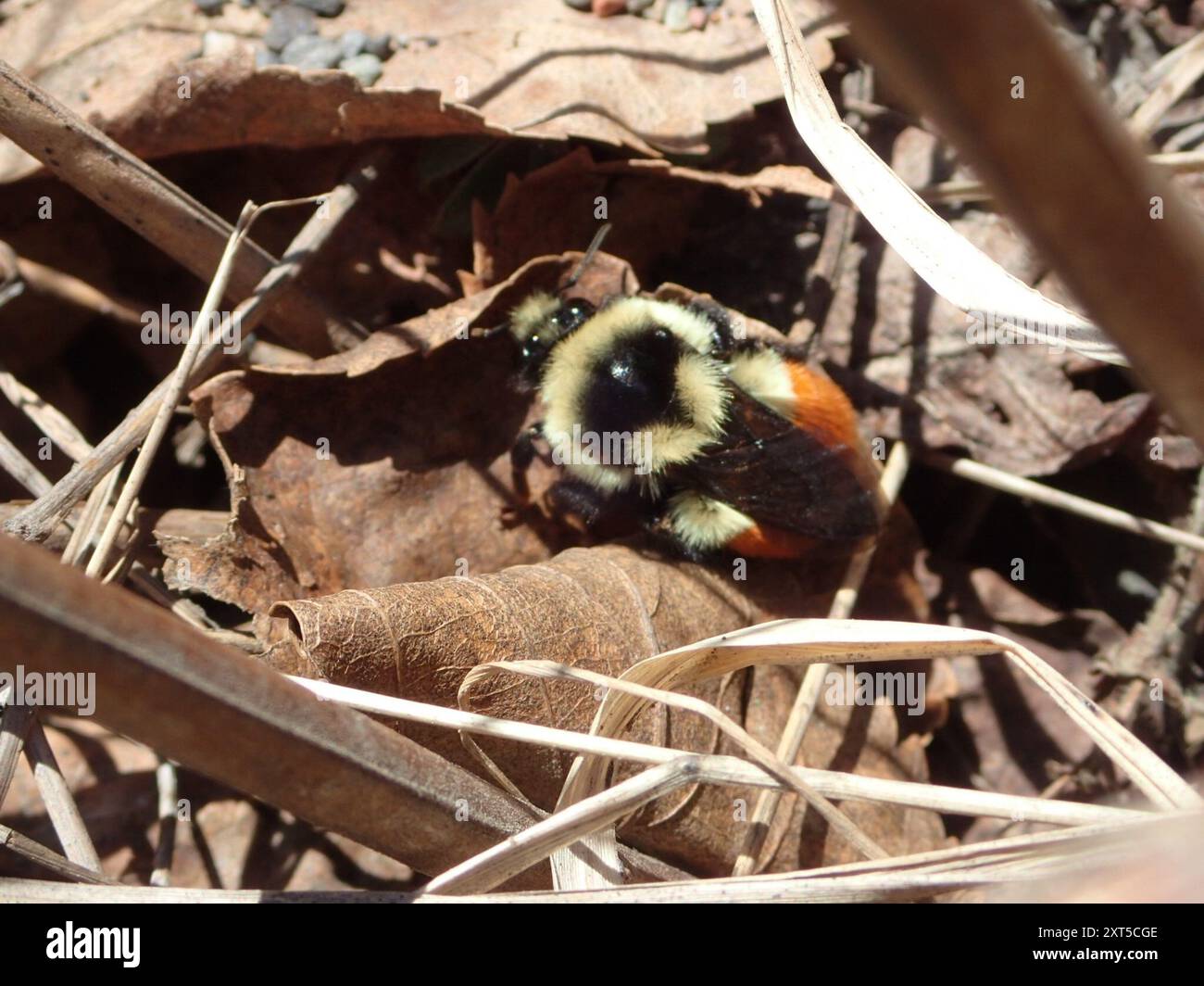 Tricolored Bumble Bee (Bombus ternarius) Insecta Stock Photo - Alamy