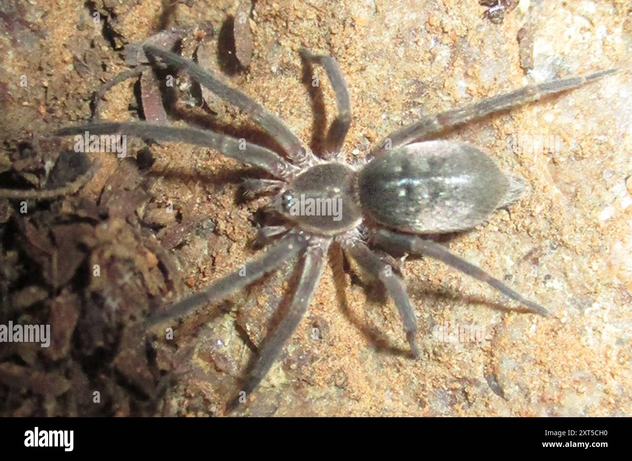 Stealthy Ground Spiders (Gnaphosidae) Arachnida Stock Photo - Alamy