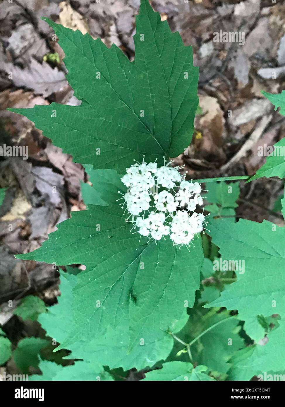 mapleleaf viburnum (Viburnum acerifolium) Plantae Stock Photo - Alamy