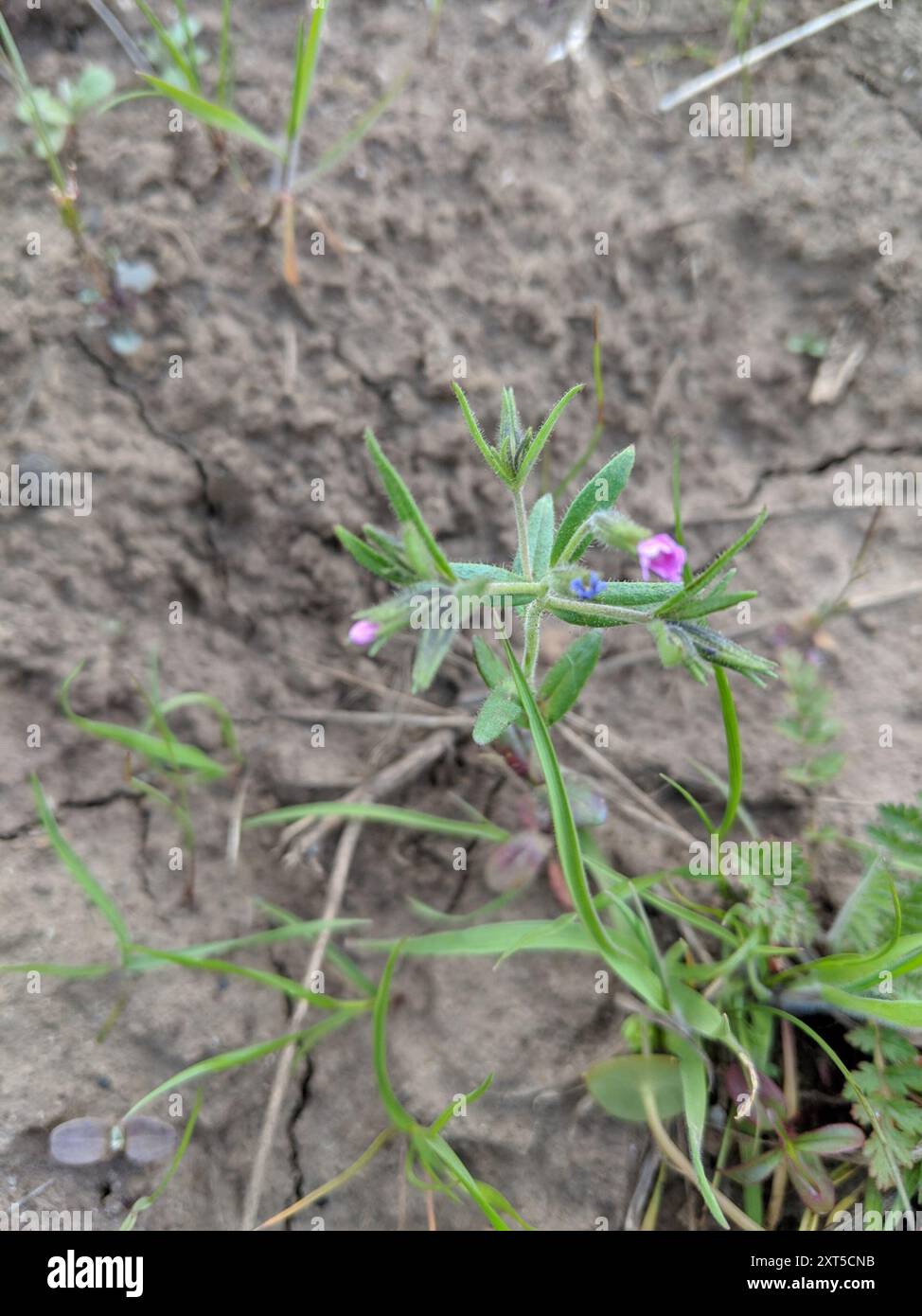 slender phlox (Microsteris gracilis) Plantae Stock Photo - Alamy