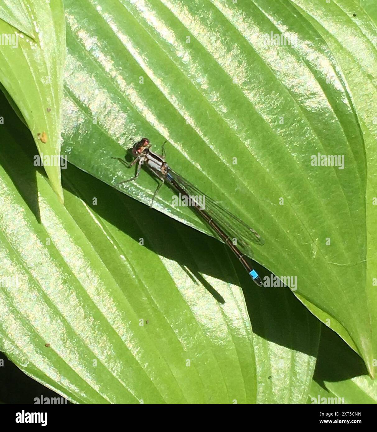 Pacific Forktail (Ischnura cervula) Insecta Stock Photo - Alamy