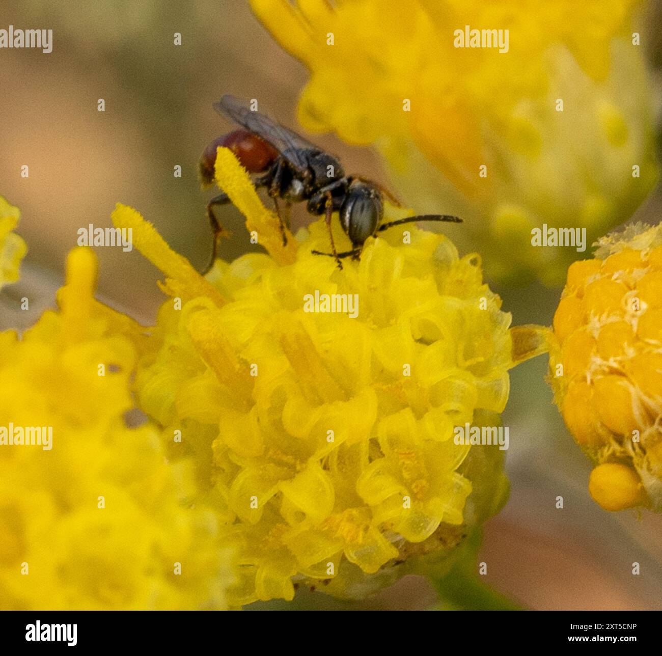 Square-headed Wasps (Crabroninae) Insecta Stock Photo - Alamy