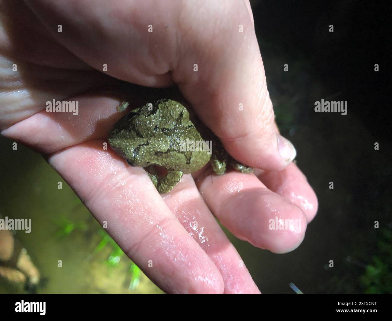Cope's Gray Treefrog (Hyla chrysoscelis) Amphibia Stock Photo - Alamy
