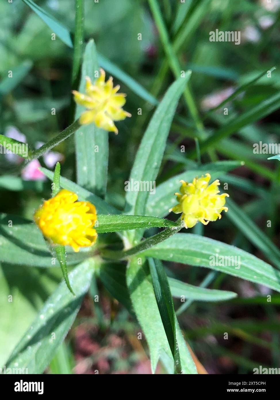 Goldilocks Buttercup (Ranunculus auricomus) Plantae Stock Photo - Alamy