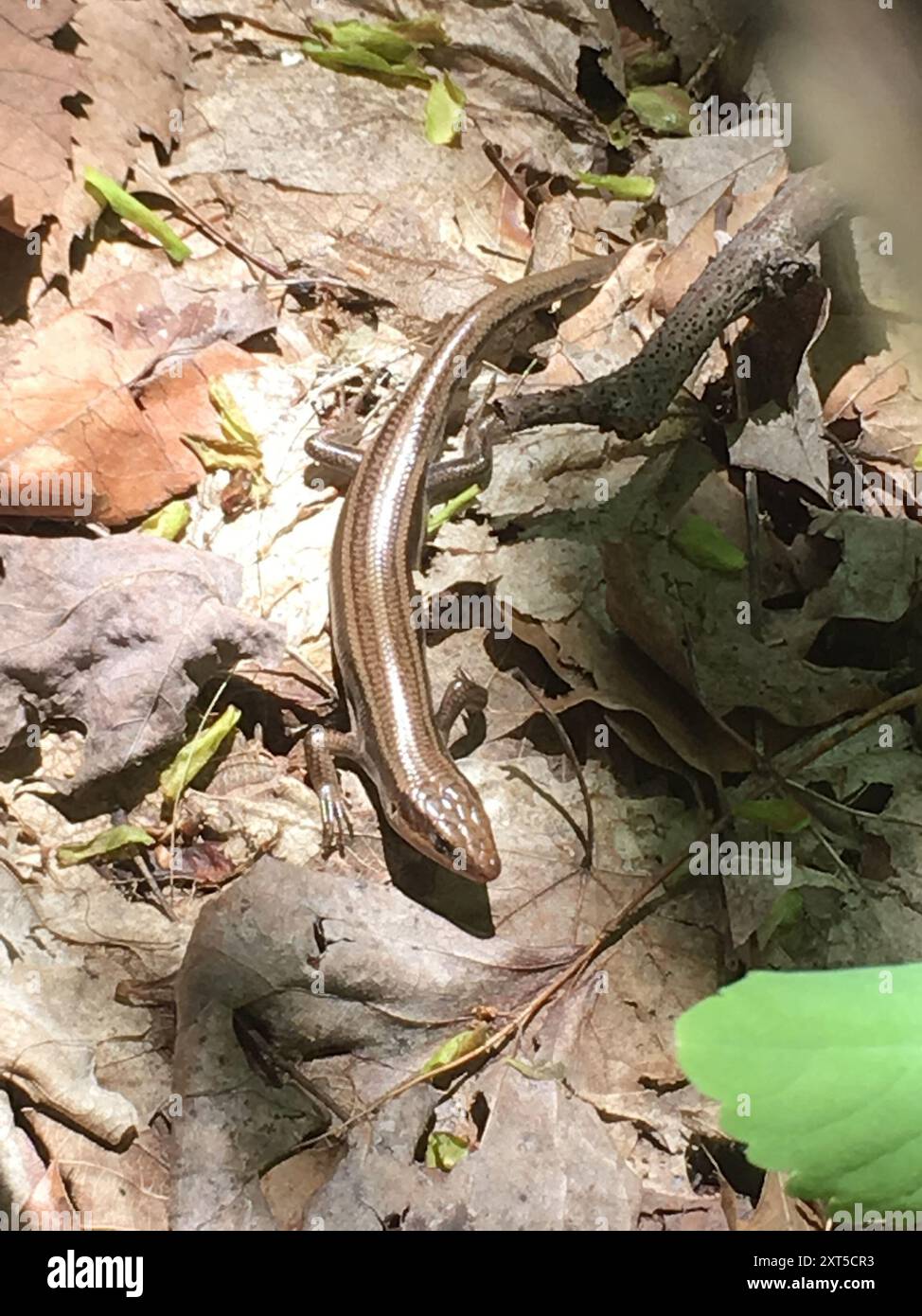 Common Five-lined Skink (Plestiodon fasciatus) Reptilia Stock Photo - Alamy