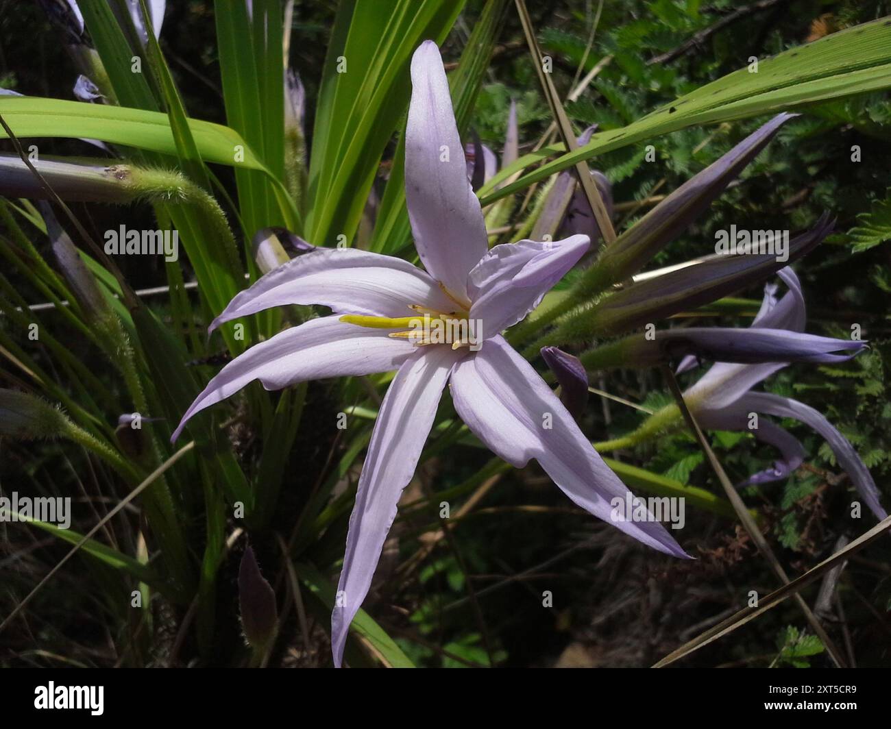 Monkeys Tail (Xerophyta retinervis) Plantae Stock Photo - Alamy