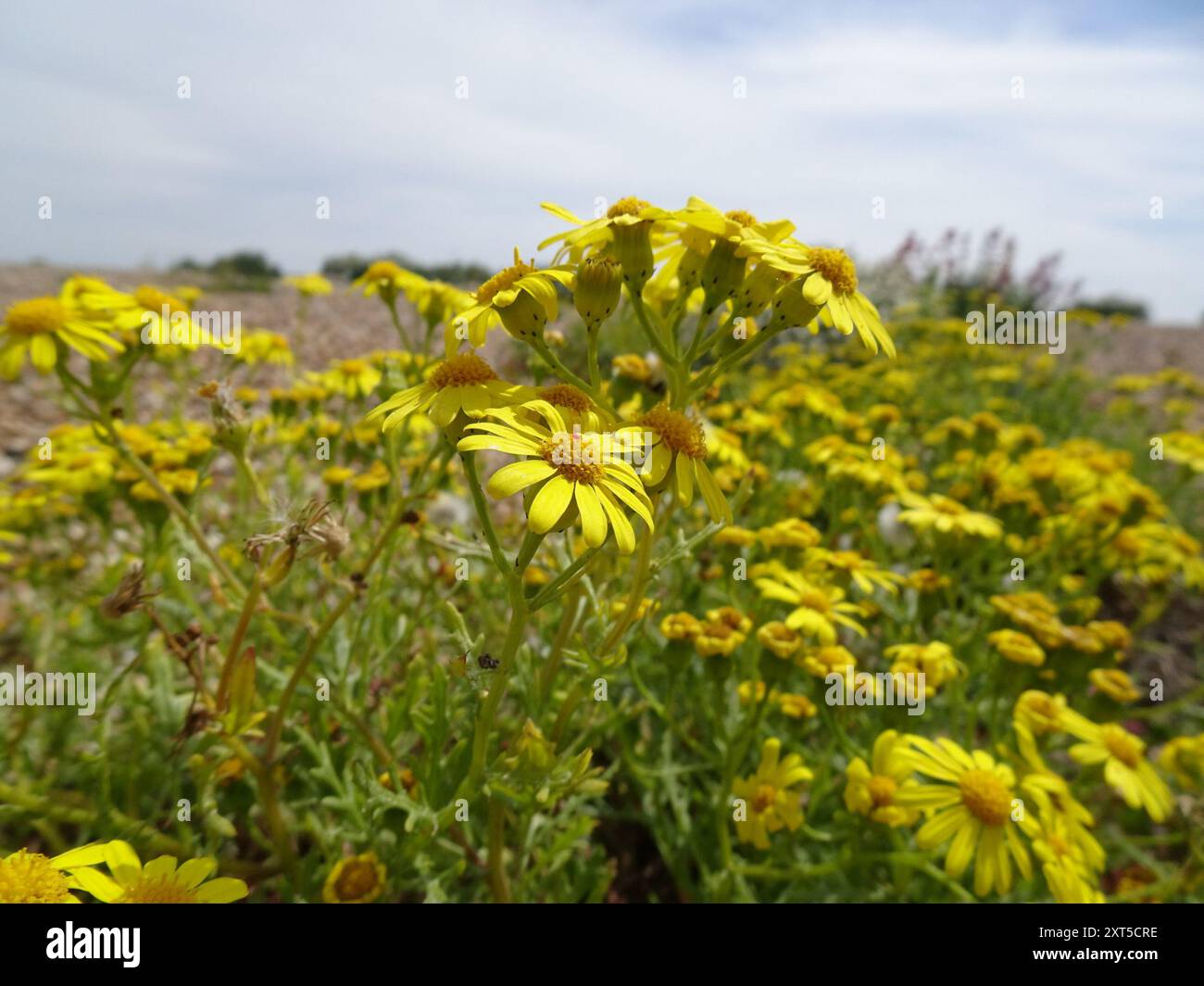 Oxford Ragwort (Senecio squalidus) Plantae Stock Photo - Alamy