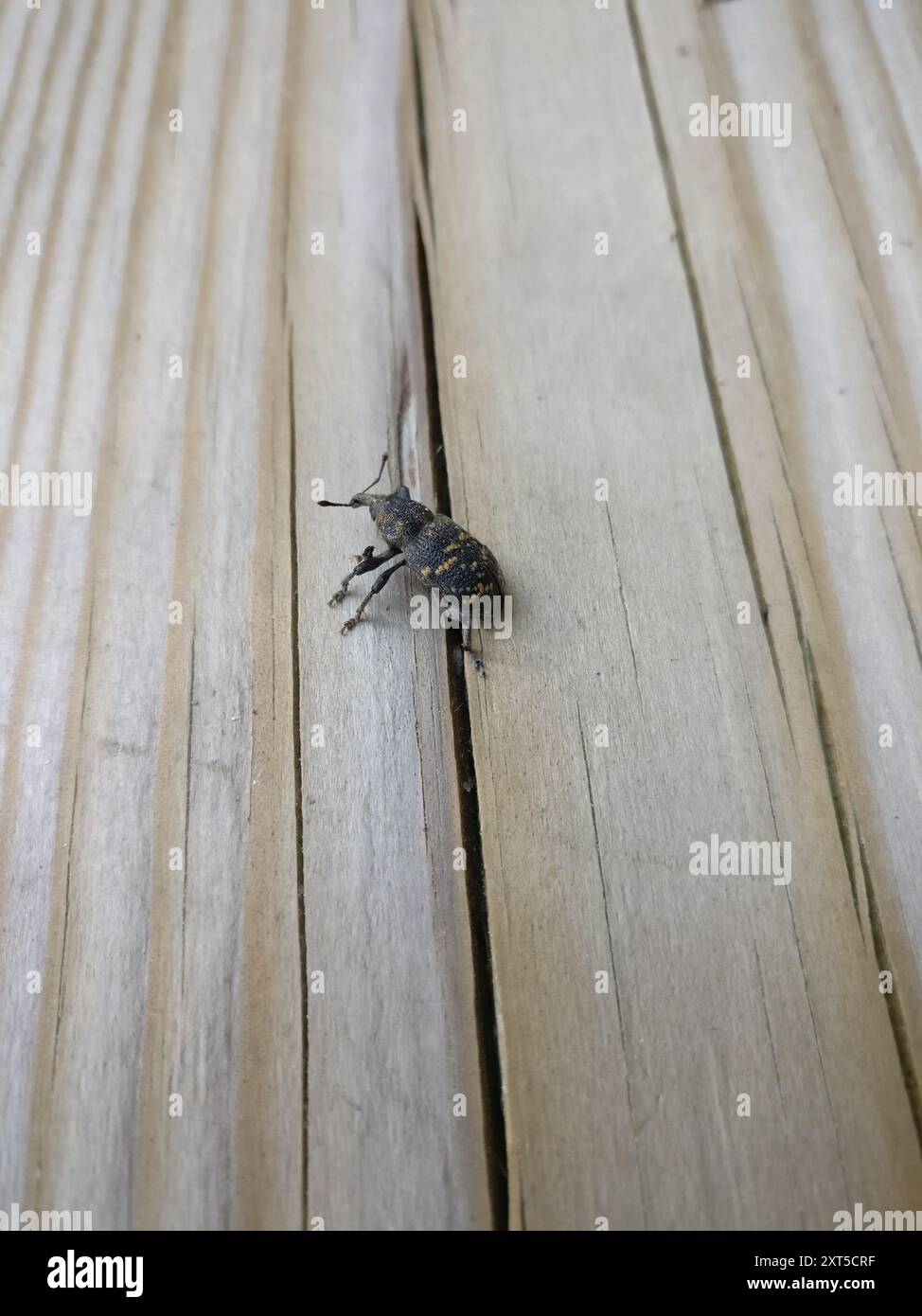 Large Pine Weevil (Hylobius abietis) Insecta Stock Photo - Alamy