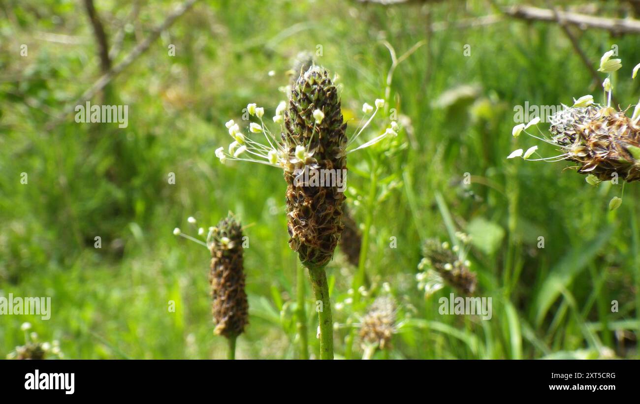ribwort plantain (Plantago lanceolata) Plantae Stock Photo - Alamy
