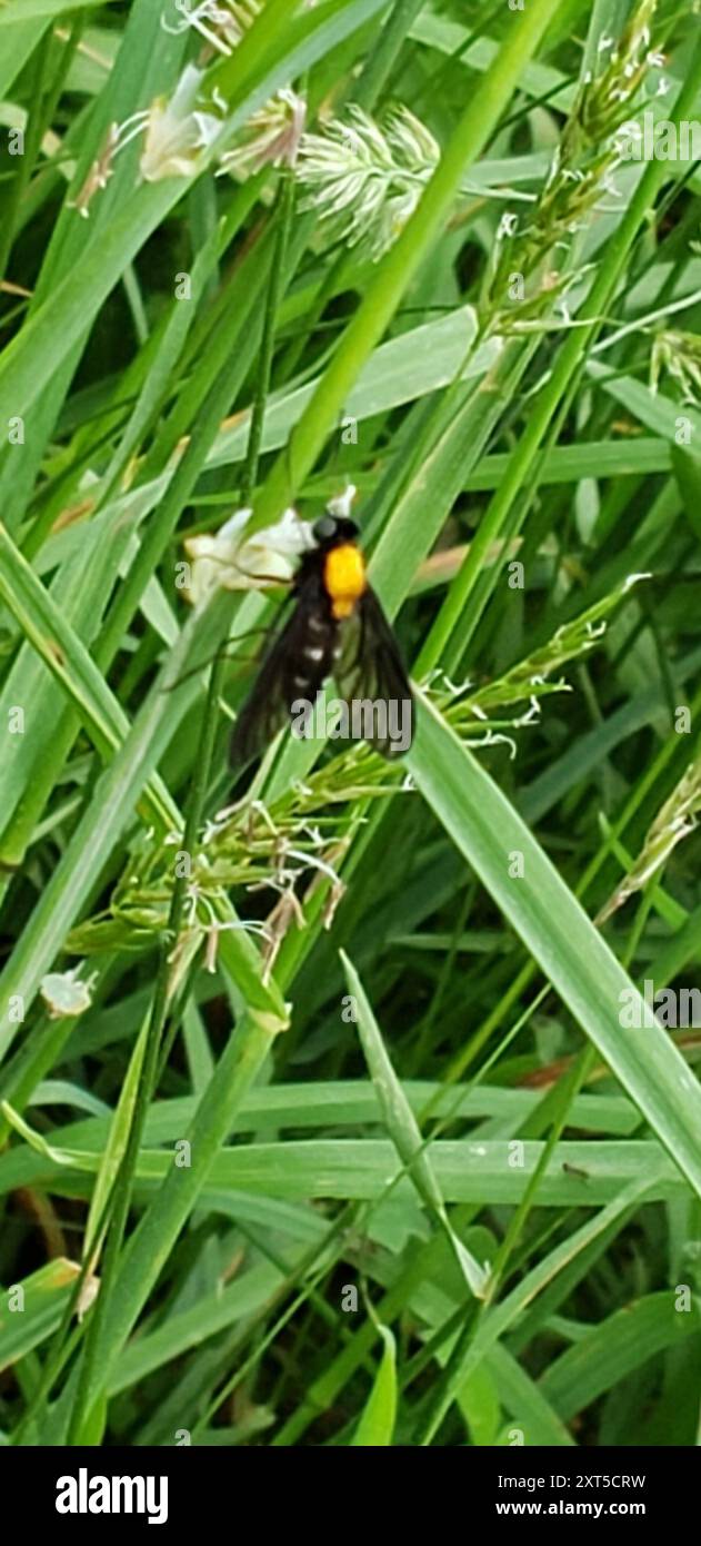 Golden-backed Snipe Fly (Chrysopilus thoracicus) Insecta Stock Photo ...