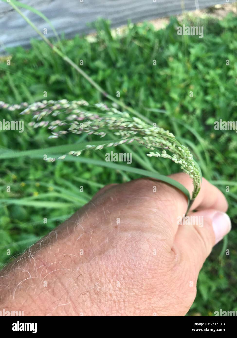 Kleingrass (Panicum coloratum) Plantae Stock Photo - Alamy