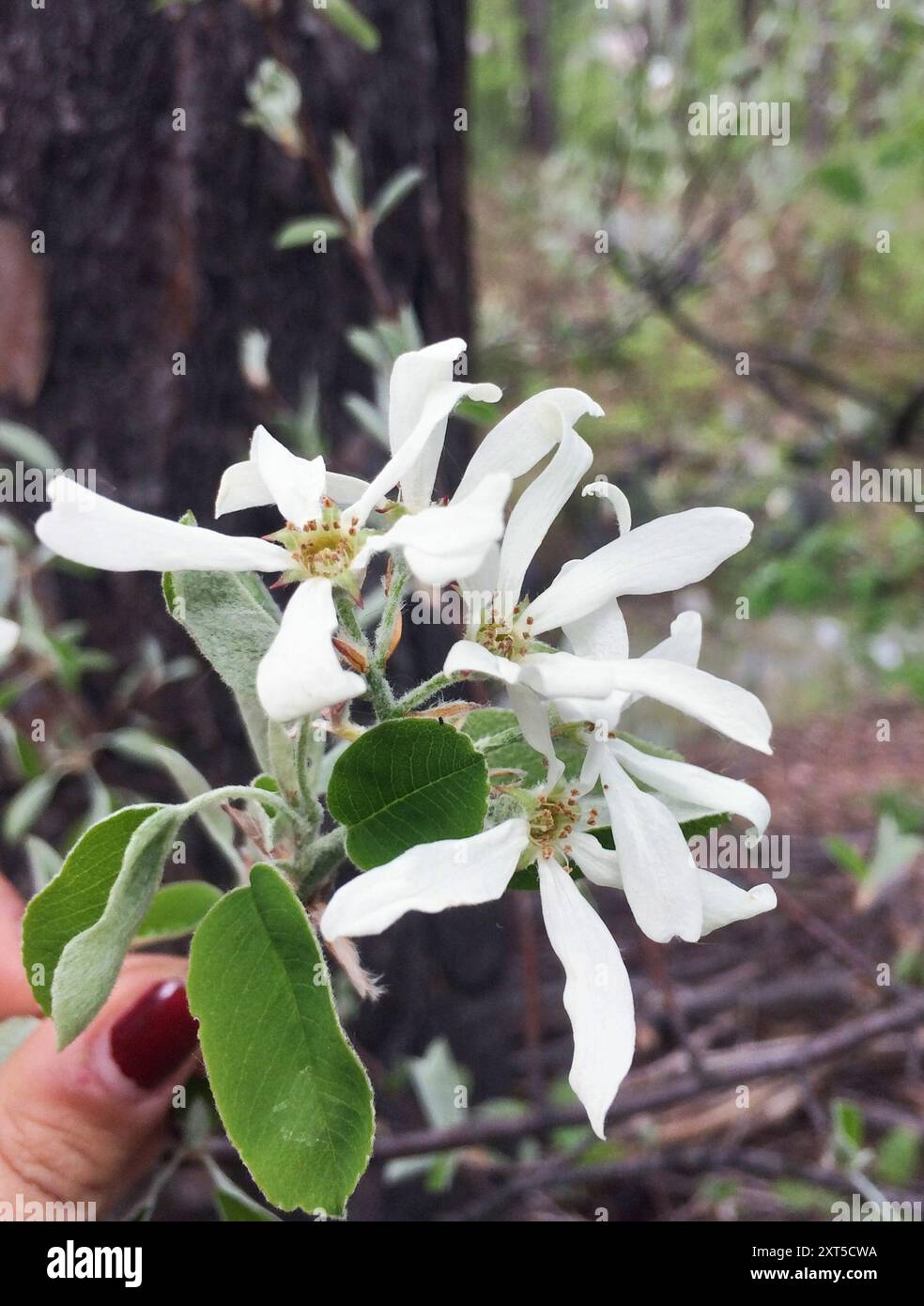 Snowy Mespilus (Amelanchier ovalis) Plantae Stock Photo - Alamy