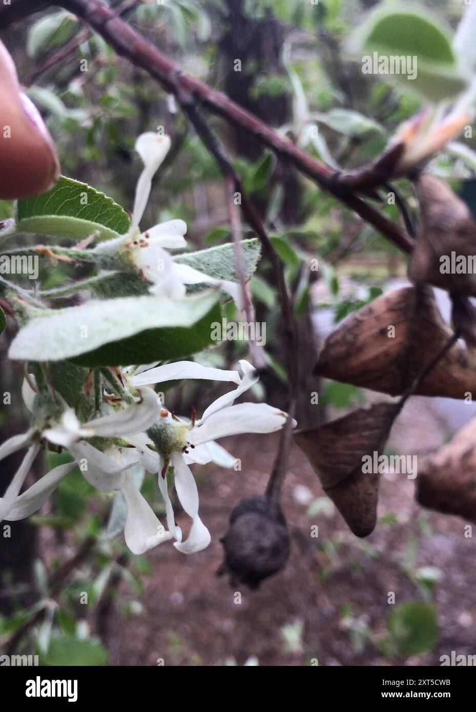 Snowy Mespilus (Amelanchier ovalis) Plantae Stock Photo - Alamy