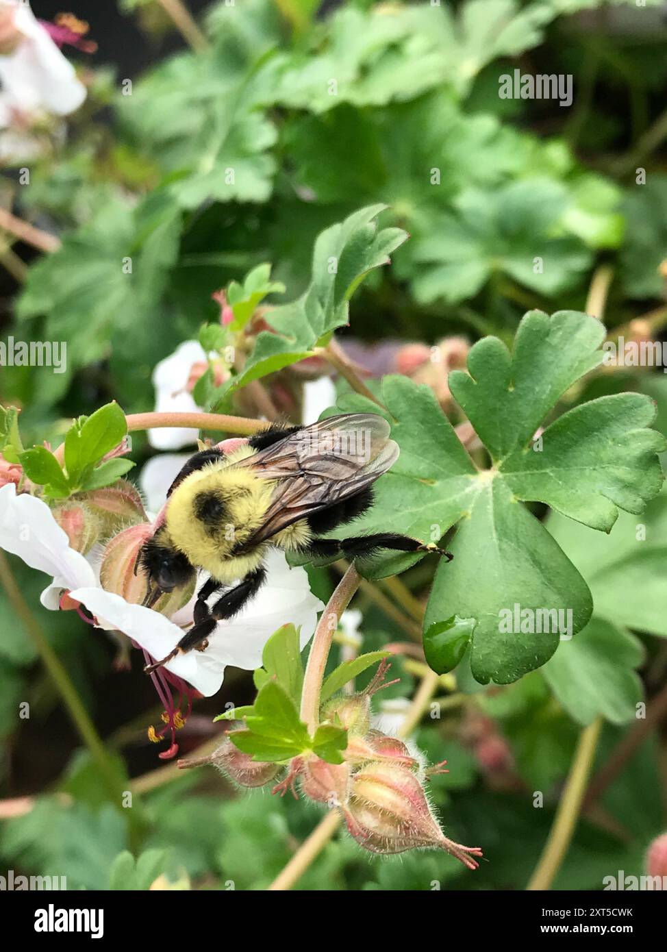 Two-spotted Bumble Bee (Bombus bimaculatus) Insecta Stock Photo - Alamy