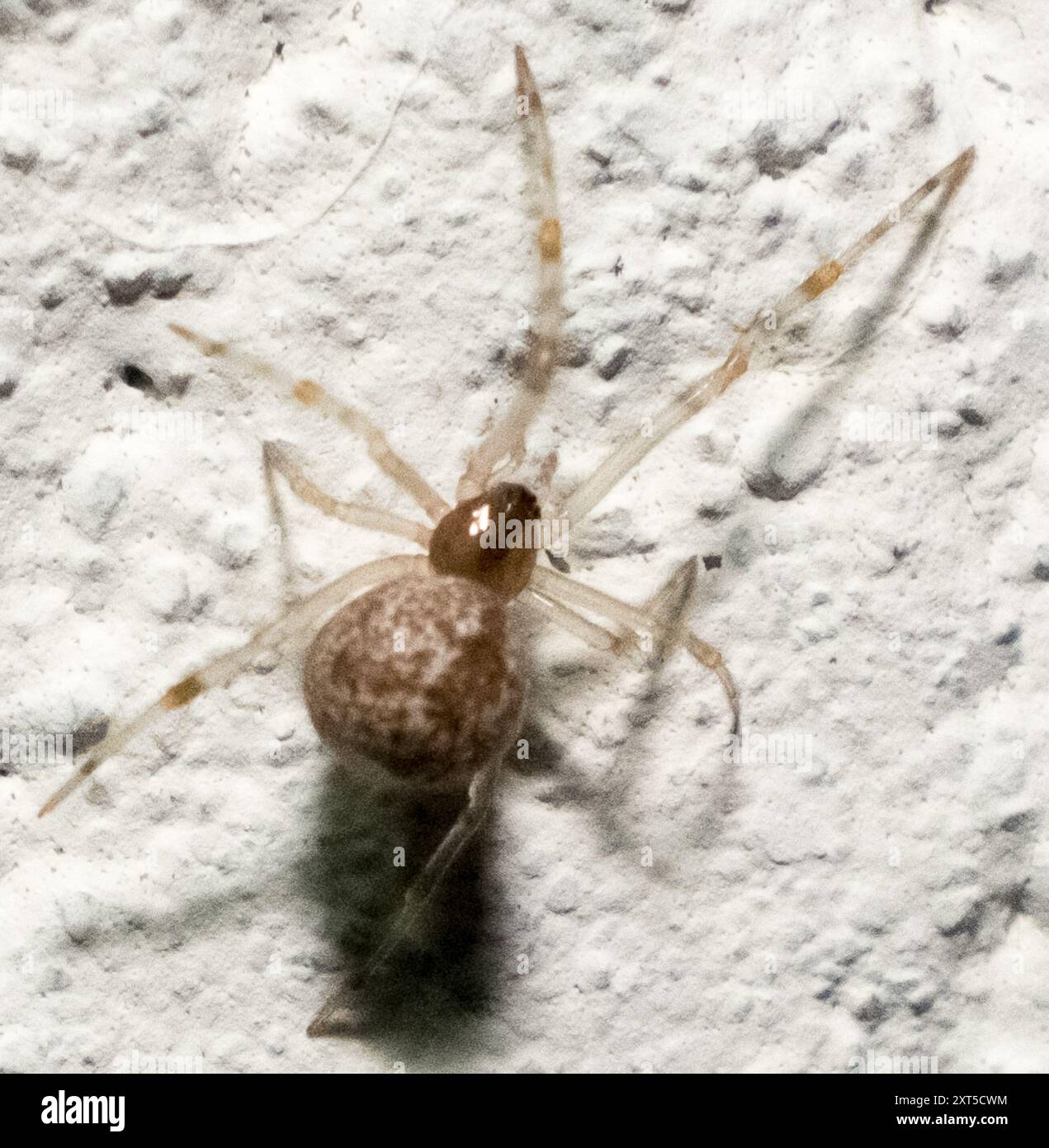 Common House Spider (Parasteatoda tepidariorum) Arachnida Stock Photo ...