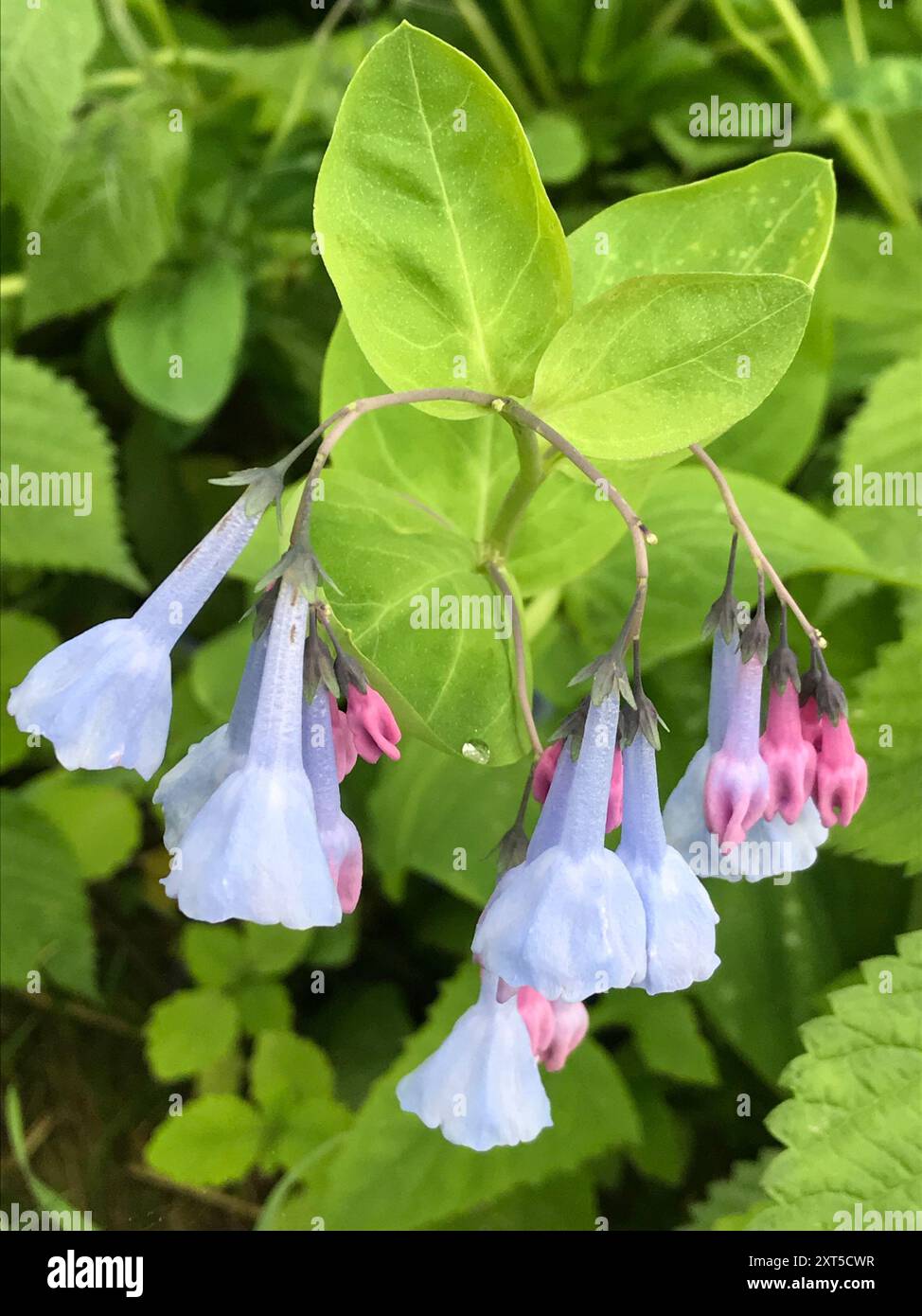 Virginia bluebells (Mertensia virginica) Plantae Stock Photo - Alamy