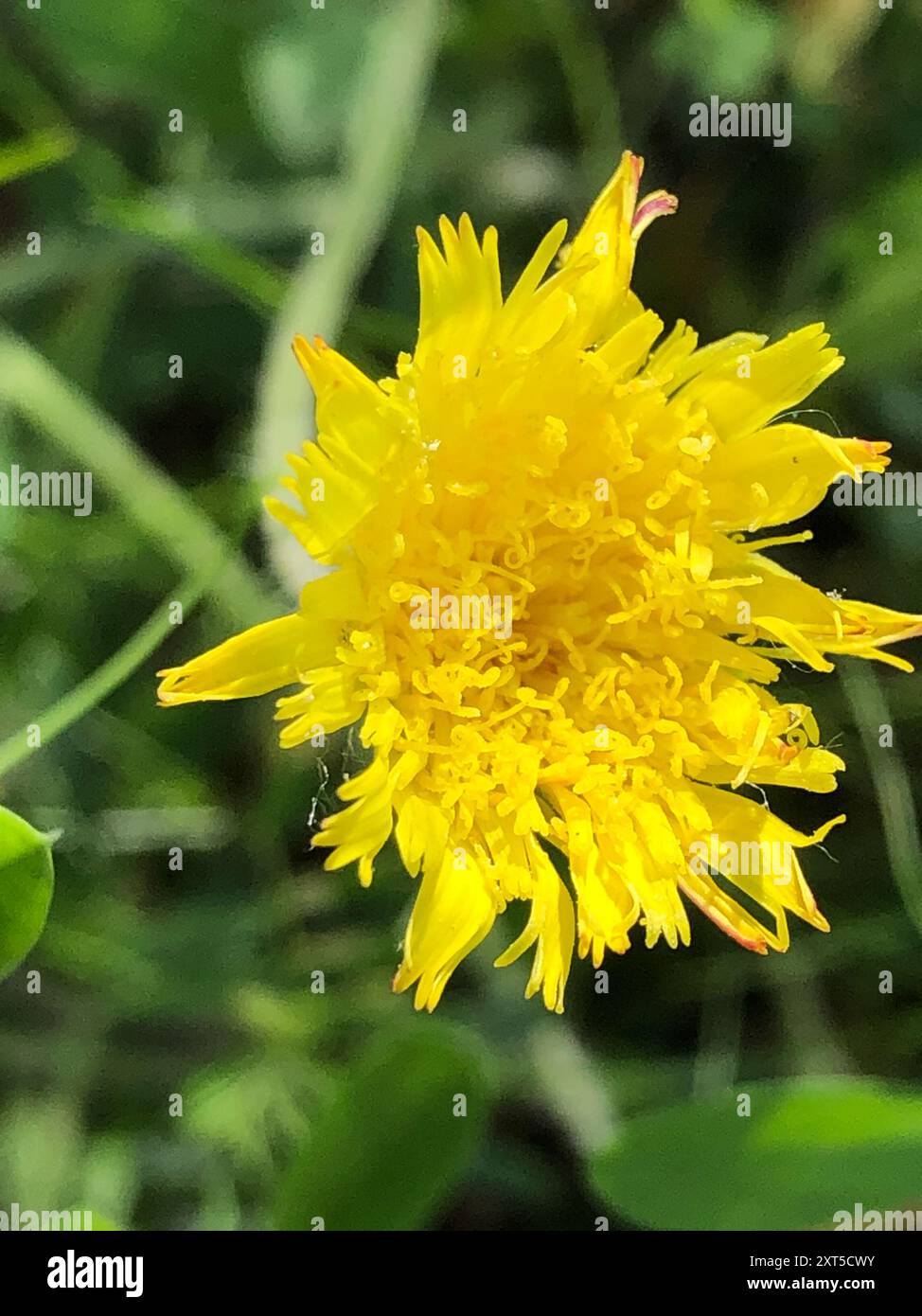 mouse-eared hawkweed (Pilosella officinarum) Plantae Stock Photo - Alamy