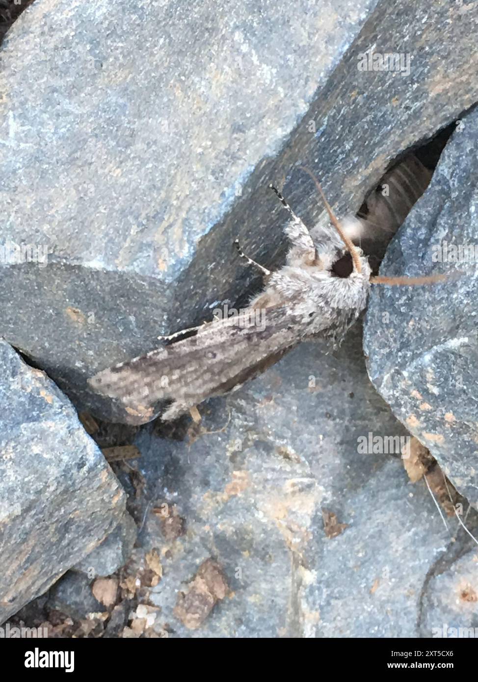 Variable Oakleaf Caterpillar Moth (Lochmaeus manteo) Insecta Stock ...