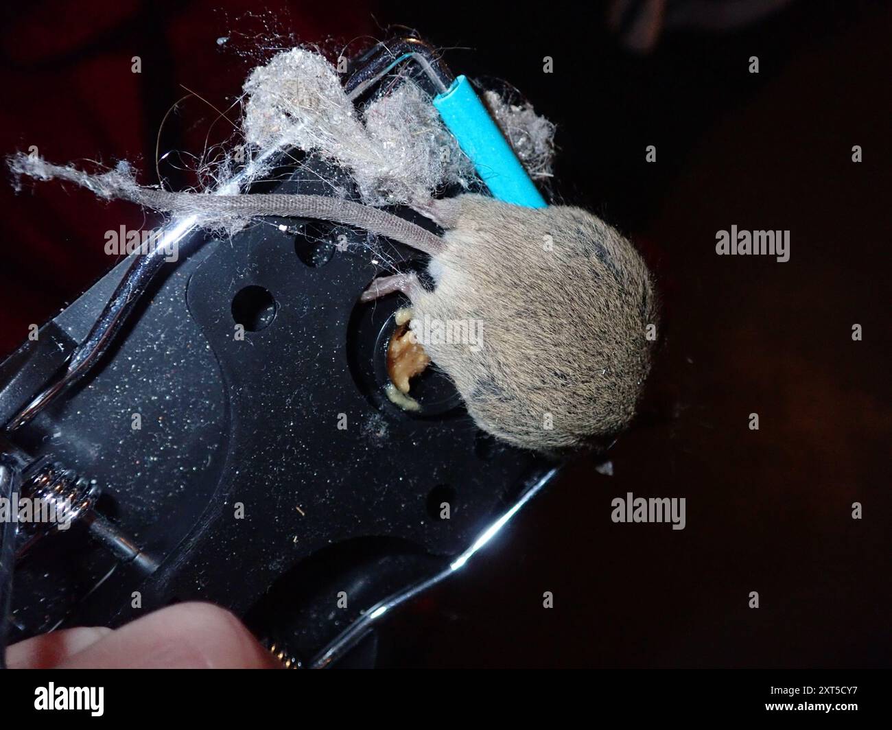 House Mouse (Mus musculus) Mammalia Stock Photo - Alamy