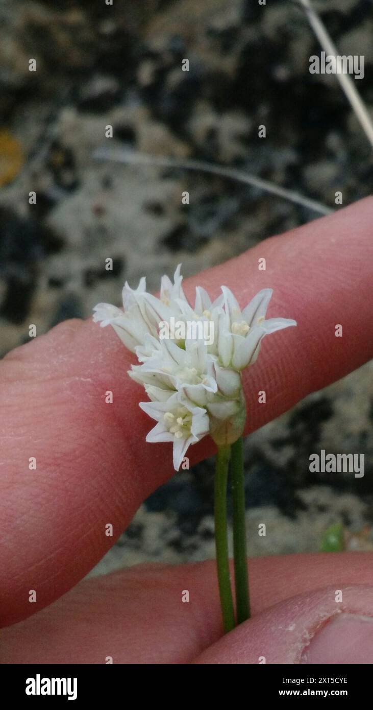 Textile onion (Allium textile) Plantae Stock Photo - Alamy
