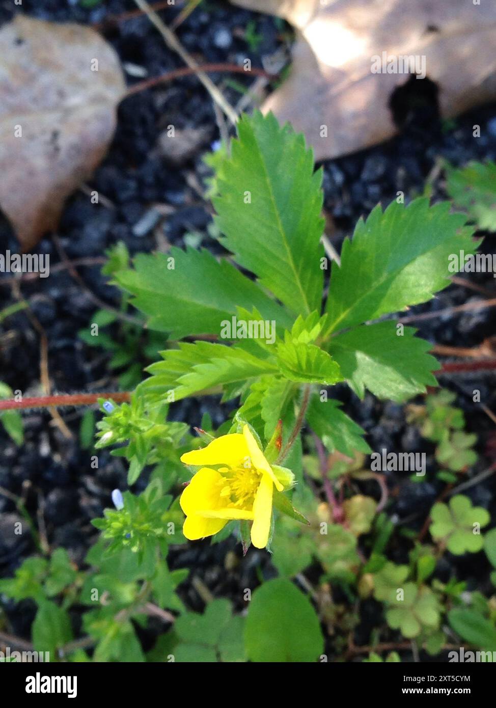 common cinquefoil (Potentilla simplex) Plantae Stock Photo - Alamy